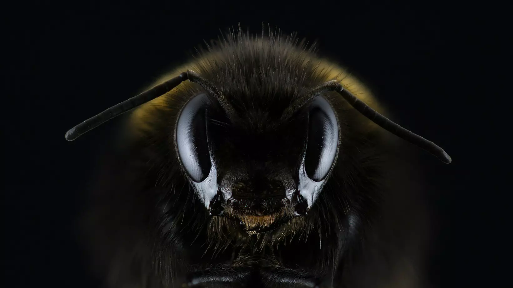 Studie: Včely jedno z mála zvířat schopných pochopit pojem „nula“ 39115_0