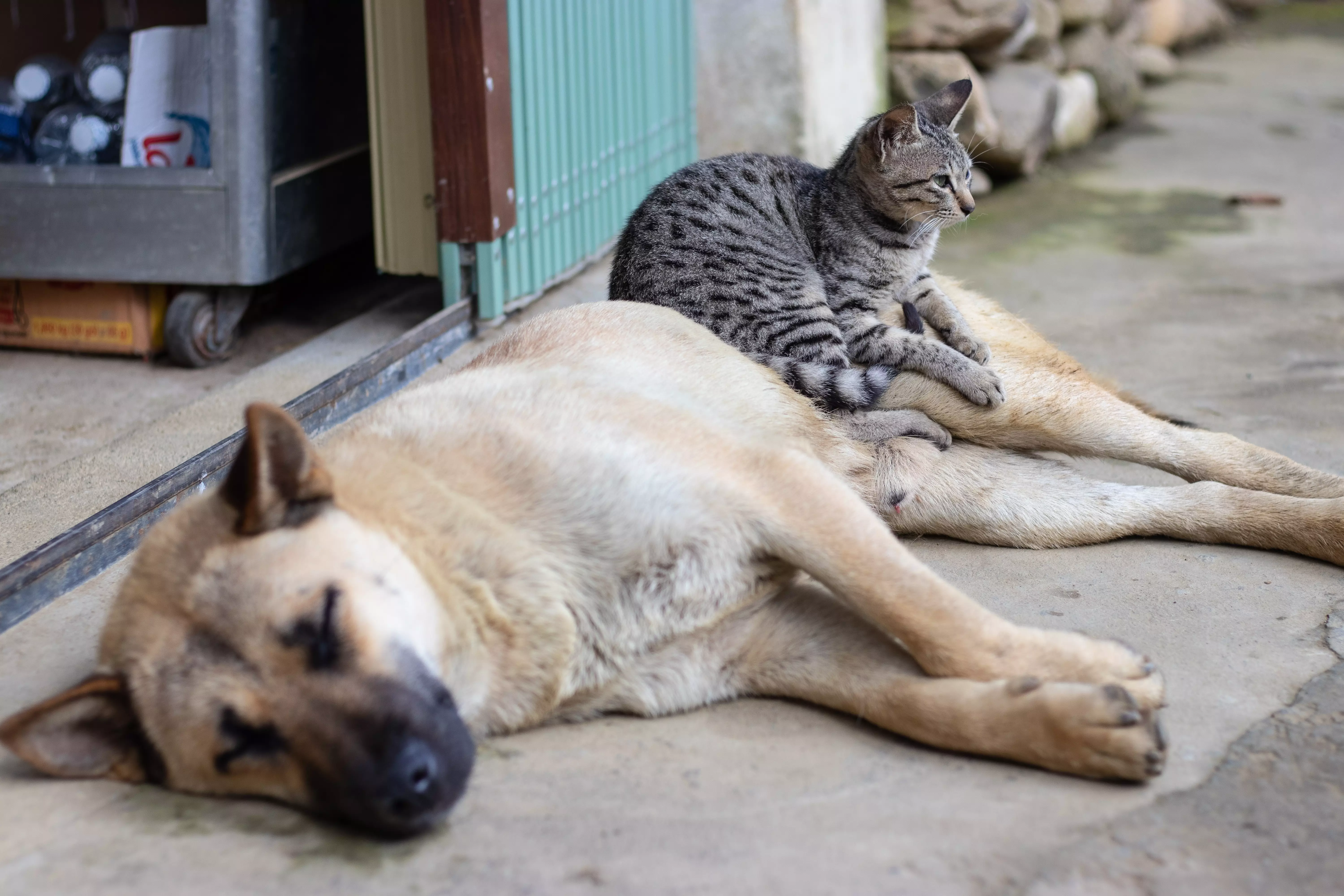 Por que as pessoas preferem cães a gatos? Eles são mais controláveis, segundo o estudo. 39147_1