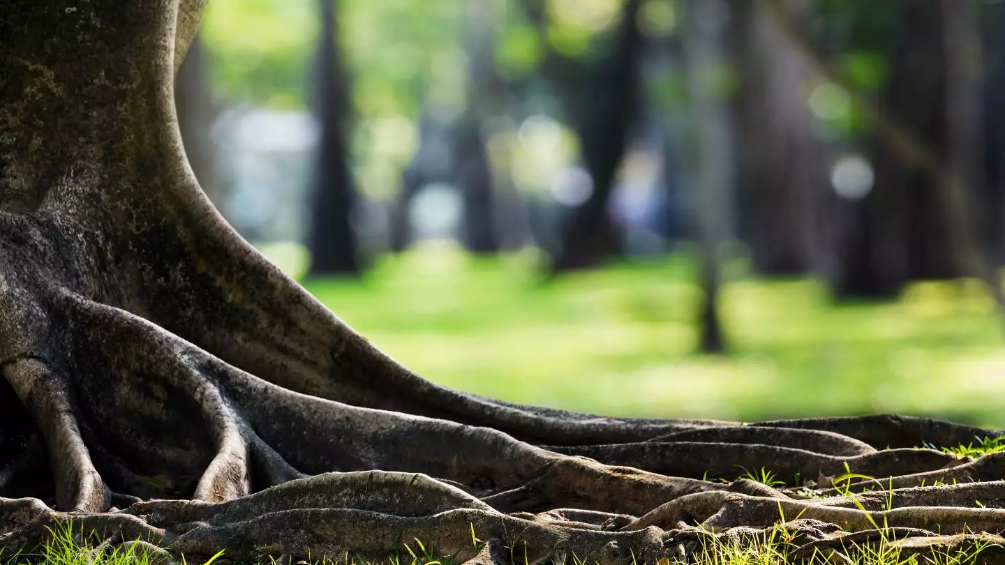 Zwitserse wetenschappers ontdekken het verborgen ondergrondse koolstofinternet van Trees 39224_0