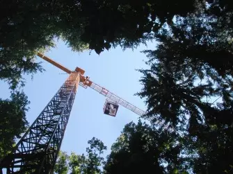 Zwitserse wetenschappers ontdekken het verborgen ondergrondse koolstofinternet van Trees 39224_4