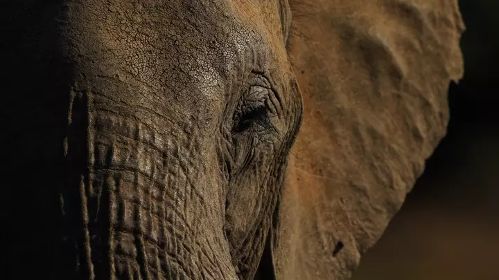 Thêm nhiều con voi được sinh ra không có ngà nhờ nạn săn trộm 40007_0