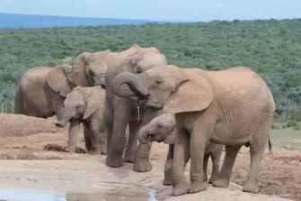 Flere elefanter blir født takket være krypskyting 40007_3