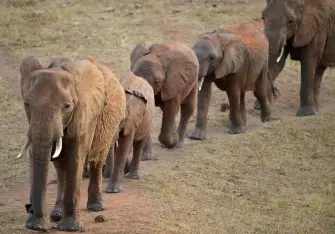 به لطف شکار غیرقانونی، فیل های بیشتری بدون عاج به دنیا می آیند 40007_6