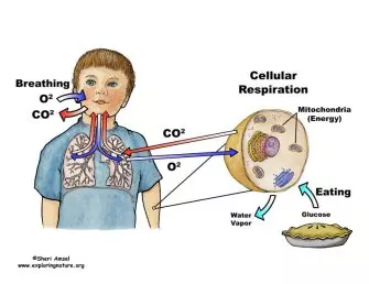 7 mitos que você aprendeu na aula de biologia que provavelmente ainda acredita 40083_4