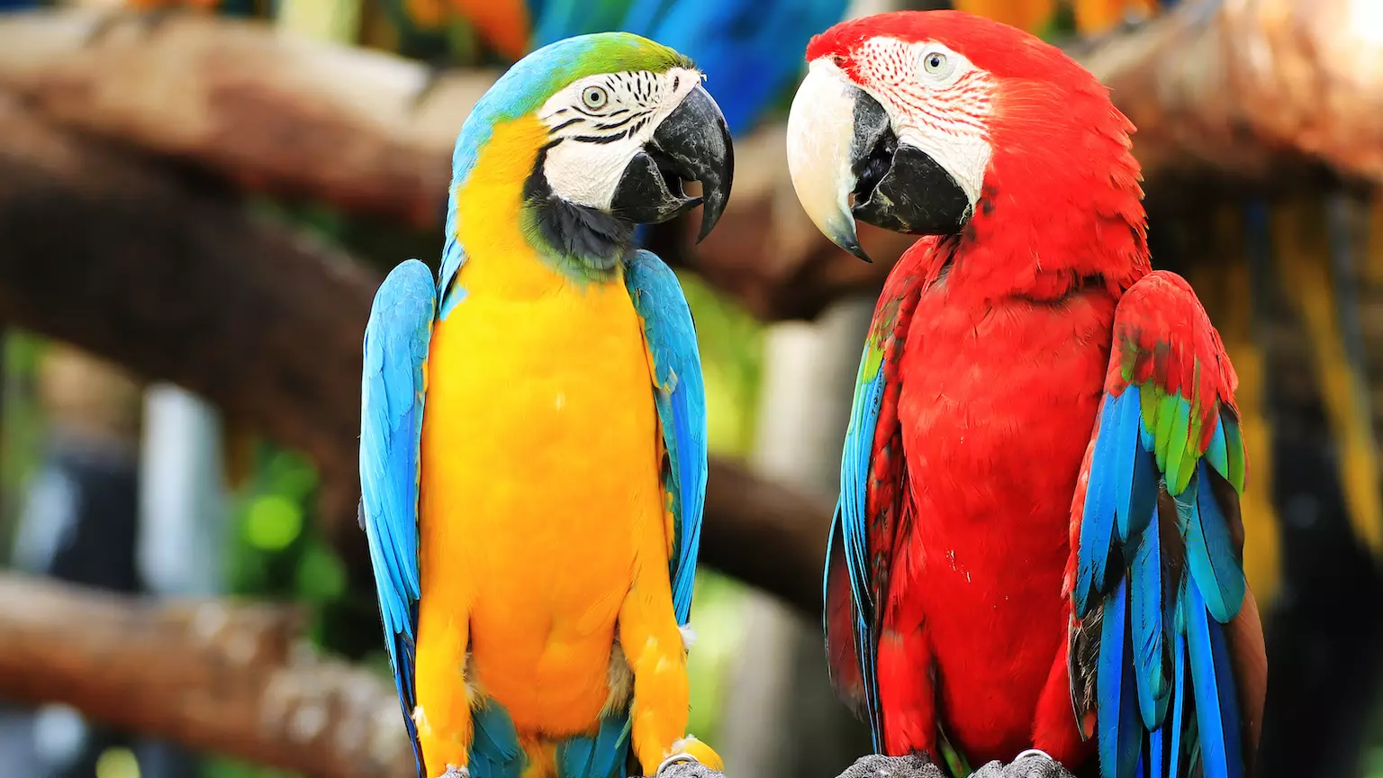 mga parrot