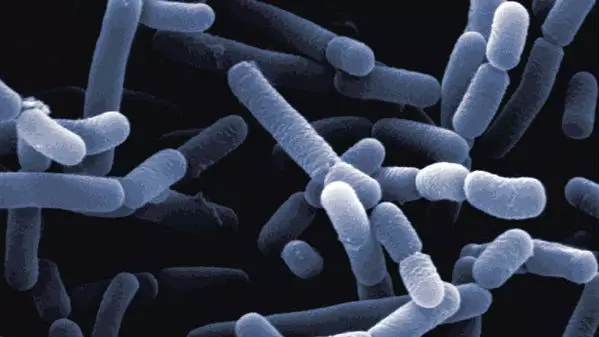 Bakterie, chcę cię z powrotem: pięć przyjaznych mikroskopijnych stworzeń w twoim ciele 42175_0
