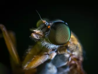 Magiske svampe udviklede sig til at forvride insekthjerner, sende dem på vilde, skræmmende ture 4217_2