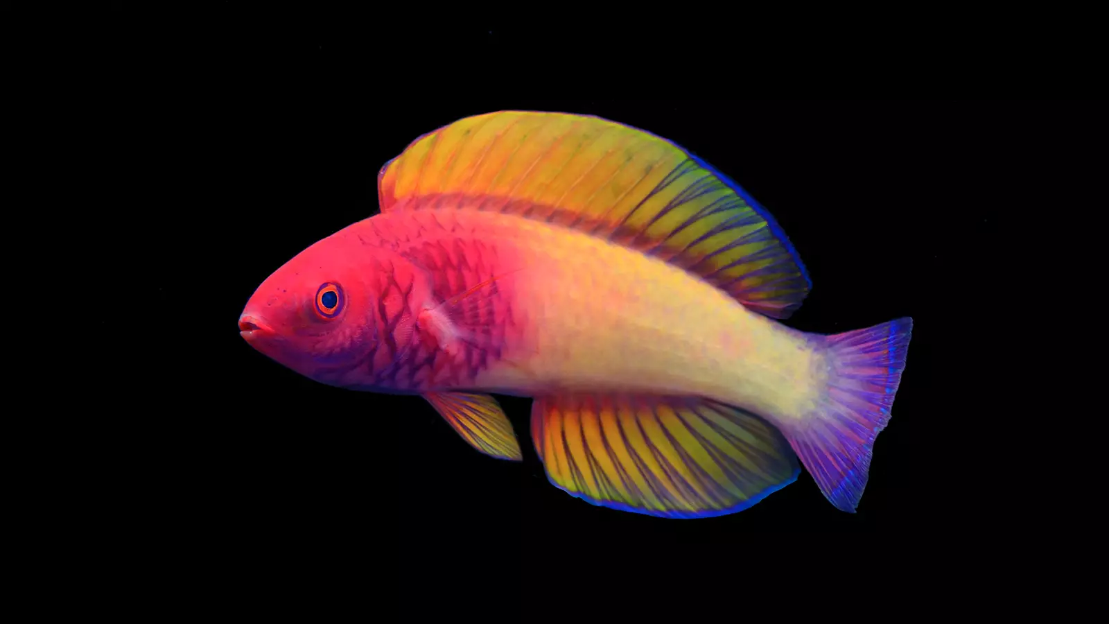 Osupljiva pravljična morska ribica ni riba, kot so mislili znanstveniki