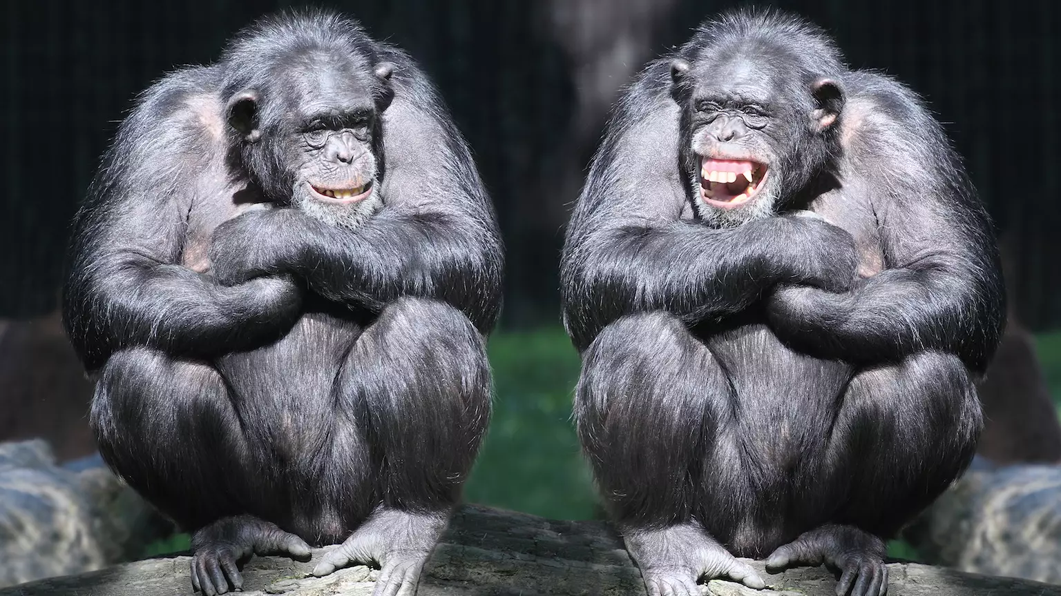 shimpanzelar