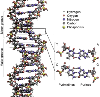 İngiliz Bilim İnsanları DNA Kullanarak Öğrencilerin Akademik Başarısını Öngörüyor 42402_4