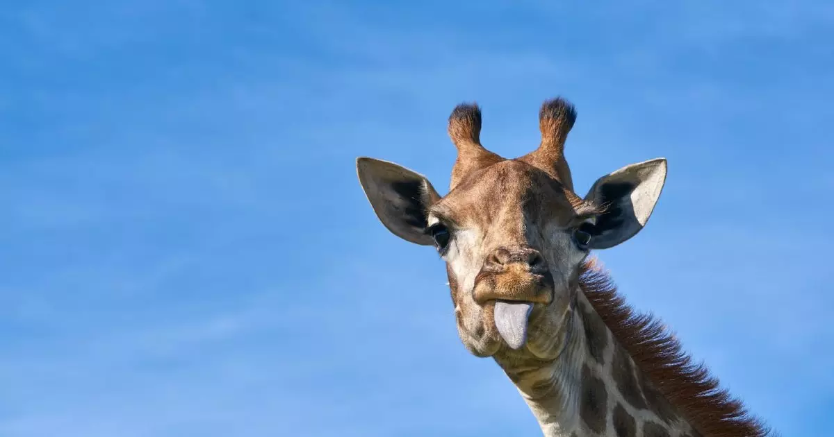 Áno, na veľkosti záleží: Riešenie záhady vývoja žirafieho krku