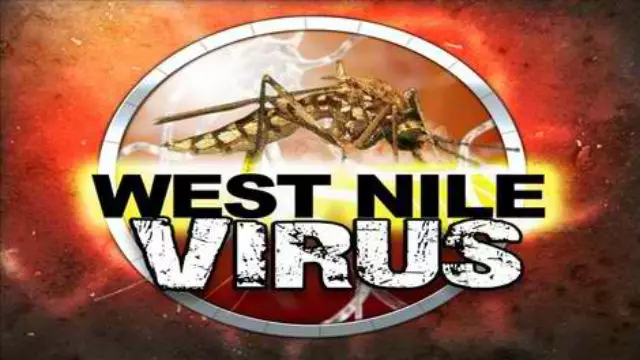 Virus West Nile-O-Noia, MANEH! 42513_0