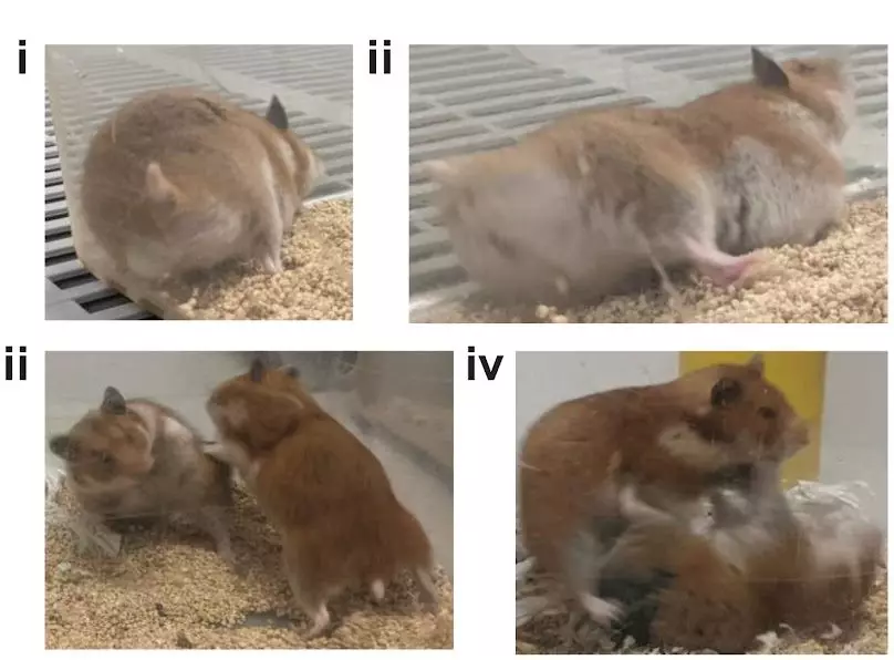 Gene redigering het verkeerd geloop: Wetenskaplikes skep per ongeluk kwaai hamsters