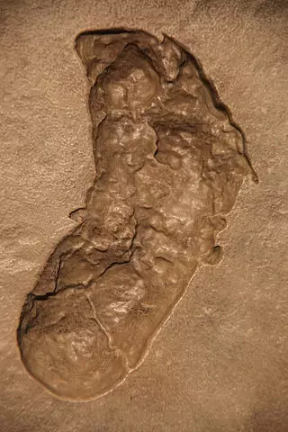 Tragovi Laetolija: Jesu li sami otisci stopala dovoljni za identifikaciju nove vrste drevnih ljudi? 4298_4