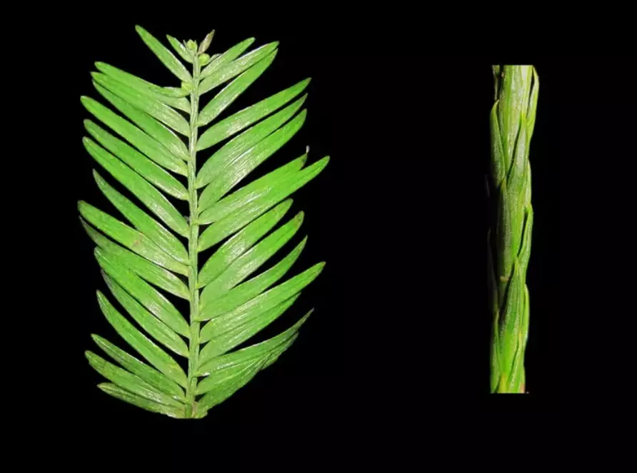 Tangkal Redwood ngagaduhan dua jinis daun anu béda, para ilmuwan mendakan 434_2