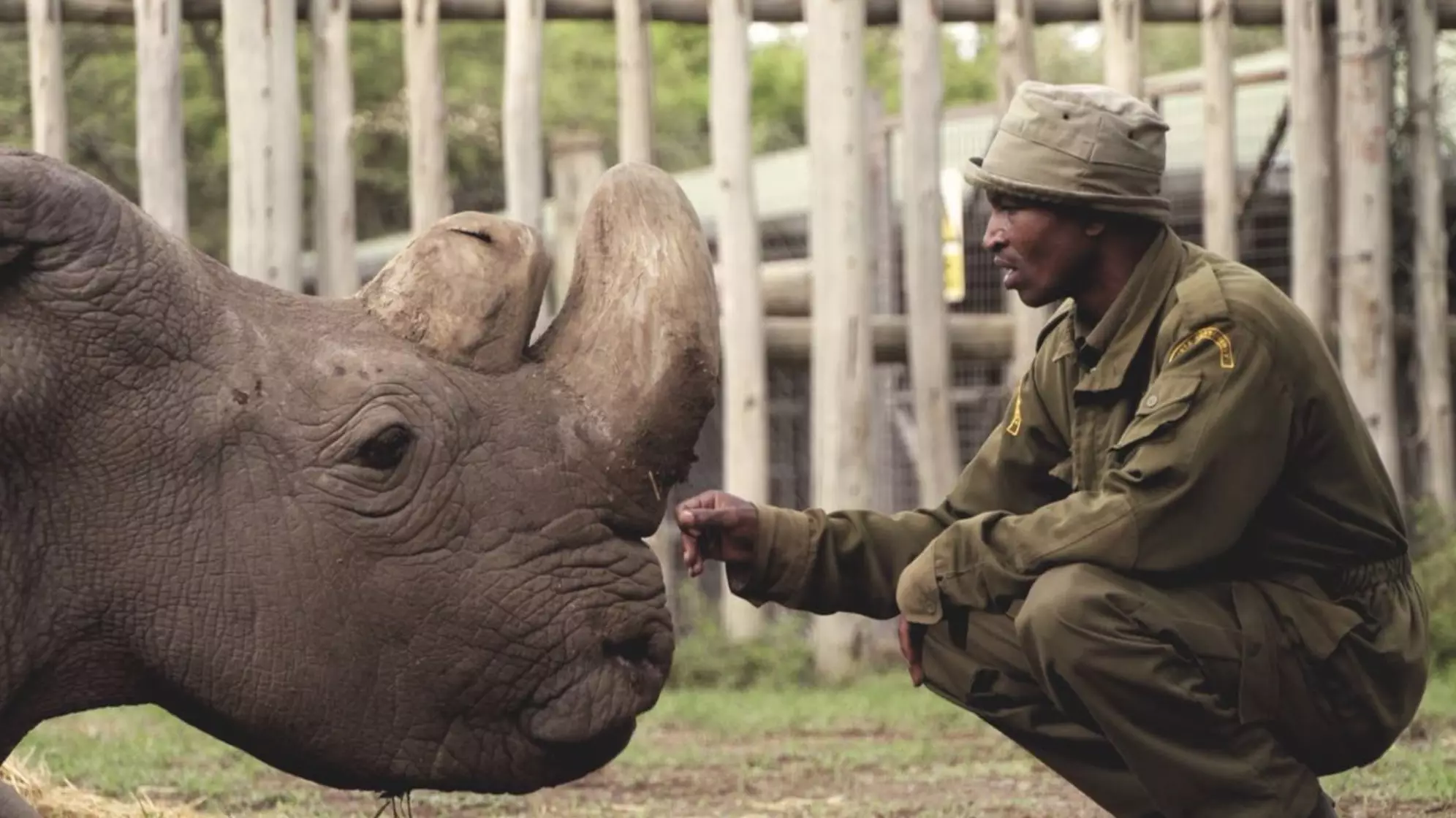 Dünýäniň iň soňky erkek ak ak kerkisi bolan Sudan Keniýanyň konserwensiýasynda aradan çykdy 43532_0