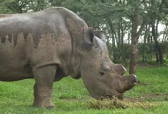 सुडान, विश्वको अन्तिम नर उत्तरी सेतो गैंडा, केन्याको संरक्षणमा मरे 43532_3