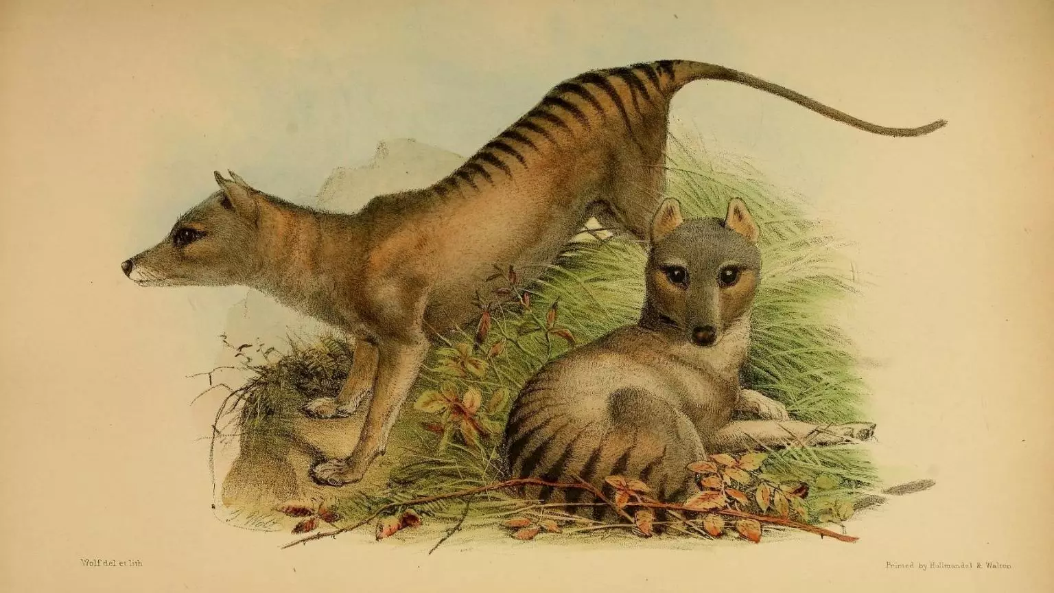 Turashobora kuzura thylacine? Birashoboka, ariko ntibizafasha ikibazo cyo kuzimira kwisi 443_1