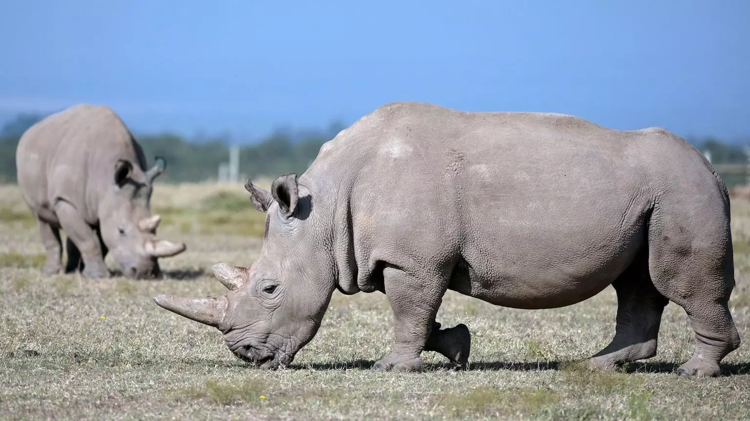 Северный белый носорог: возрождение вымершего вида за четыре шага