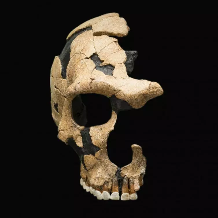 ネアンデルタール人の頭蓋骨が損傷した。