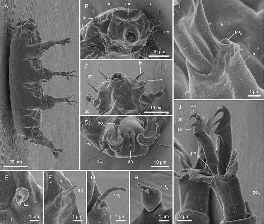 امبر ۾ منجهيل Miniscule tardigrade فوسل 16 ملين سالن کان مٿي آهي 4487_3