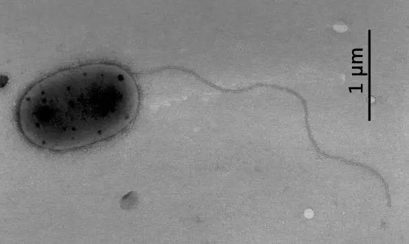 Ukendte bakterier fundet levende på den internationale rumstation 4531_1