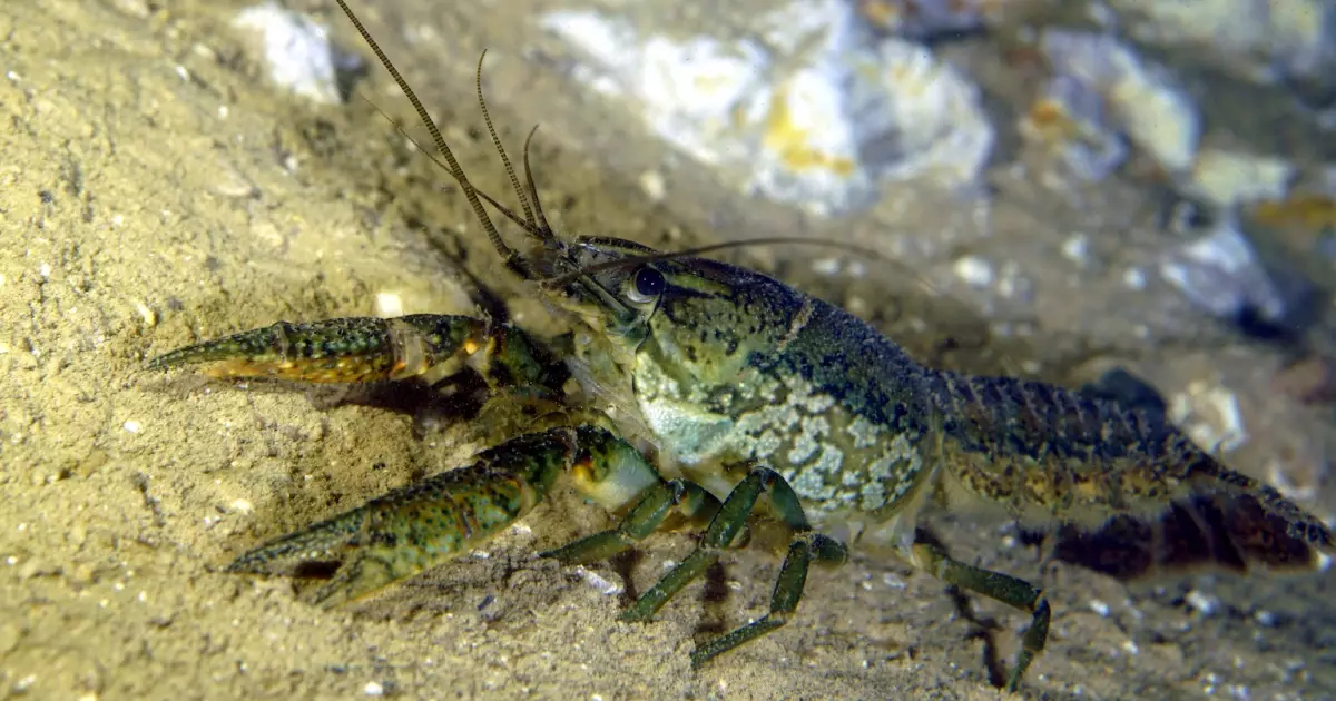 I-marbled crayfish ineminyaka engama-30 izenzela. Ngaba ingasifundisa ngomhlaza?