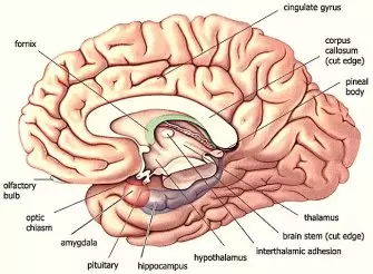 ¿Estou traumatizado? Así é como o TEPT reconecta o cerebro. 46185_4