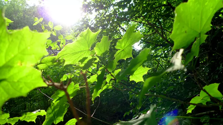 I-Artificial Photosynthesis: Kungani uBill Gates Ebiza Okungenzeka 