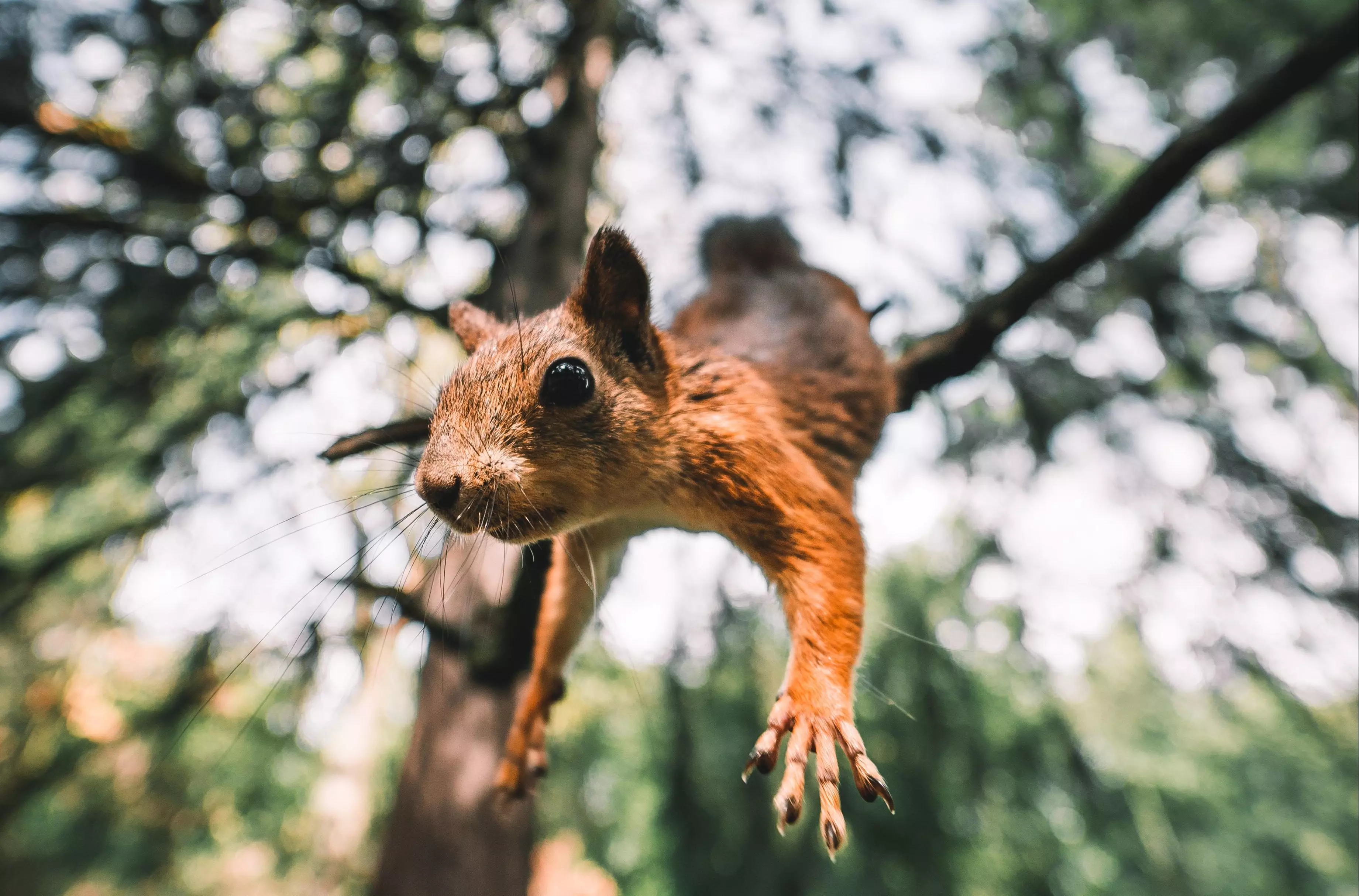 Parkour des écureuils : comment les écureuils bondissants pourraient inspirer des robots plus agiles 5588_1