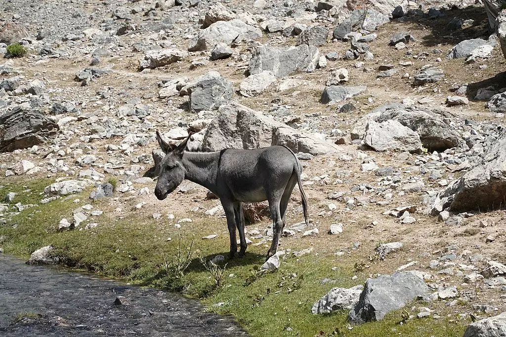 kunga ħmar