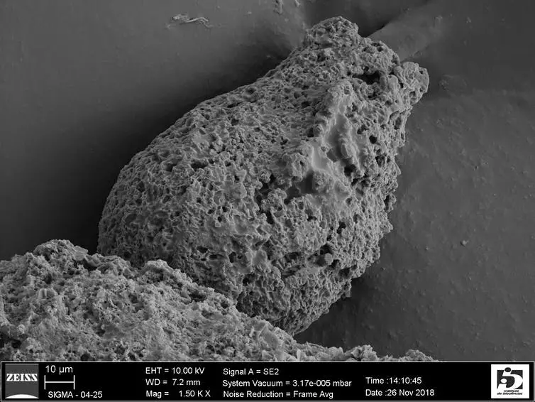 Piyodalar yo‘laklaridan qirib olingan “mikro salyangozlar” qadimgi Yerning biologik evolyutsiyasi tafsilotlarini ochishga yordam beradi. 6047_3