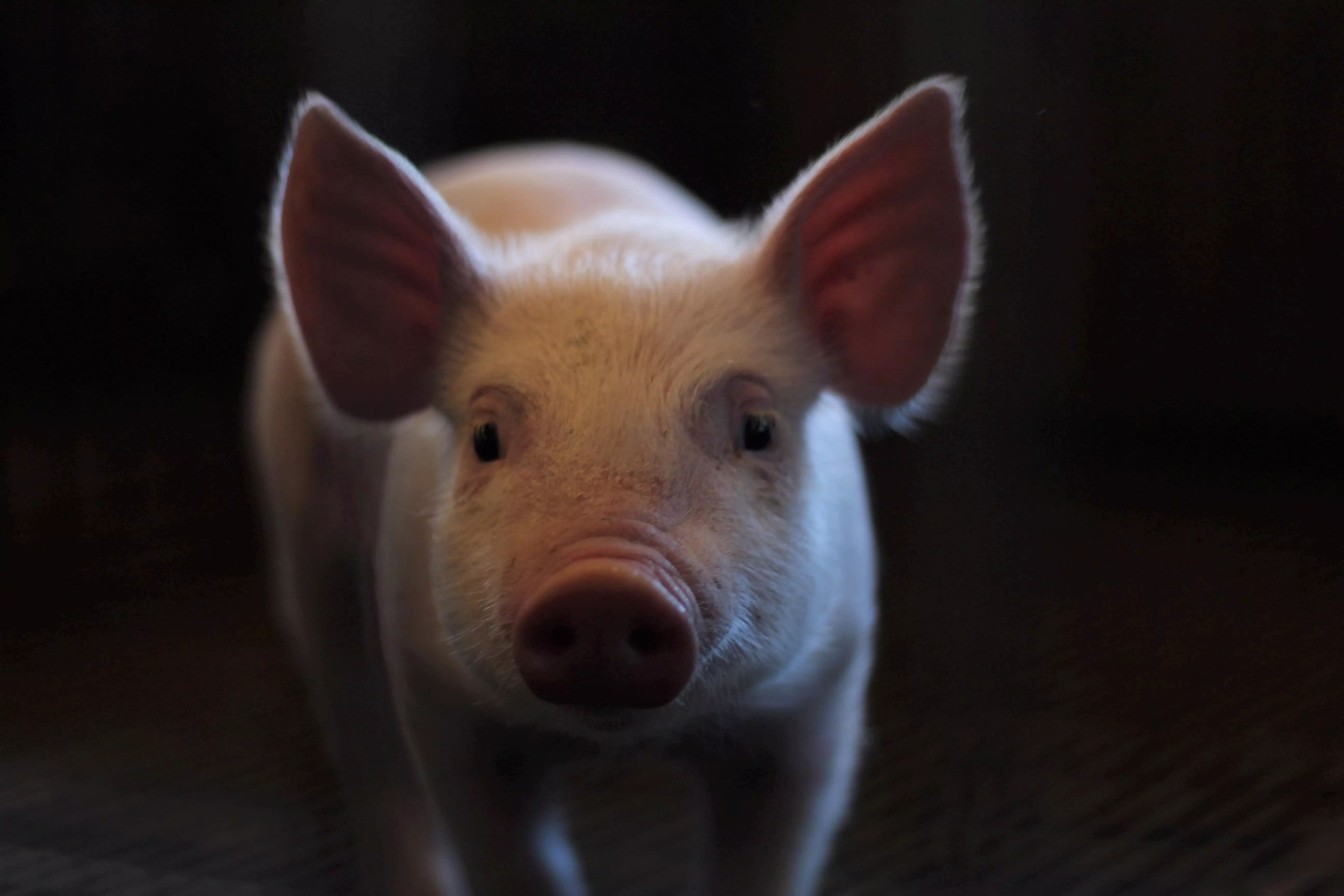 Kami menciptakan babi dengan sistem kekebalan manusia untuk mempelajari penyakit 6100_1