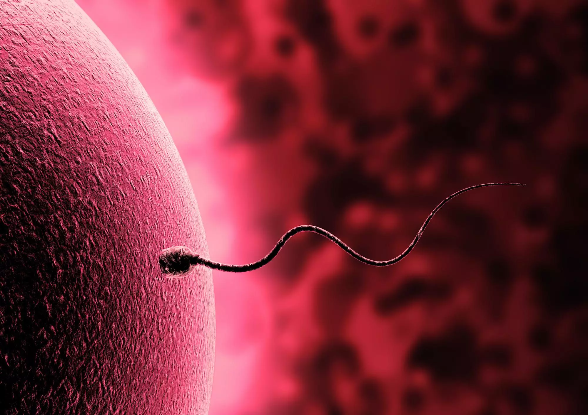 Егоїстичні гени сперми «отруюють» змагання за перемогу 6502_1