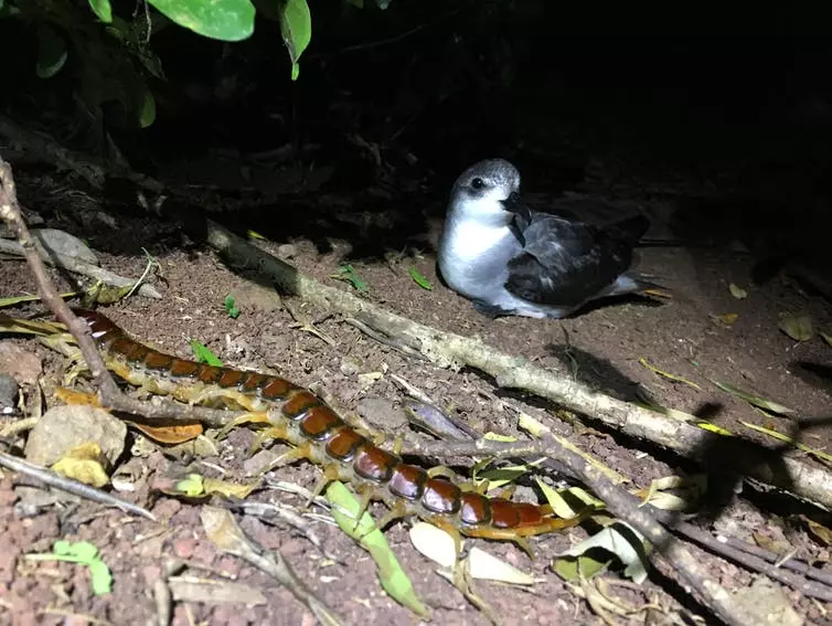Phillip Island centipede (_Cormocephalus coynei_) ma le Petrel apaau uliuli (_Pterodroma nigripennis_).