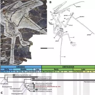 Der 160 Millionen Jahre alte „Monkeydactyl“ war das erste Tier, das opponierbare Daumen entwickelte 6513_2