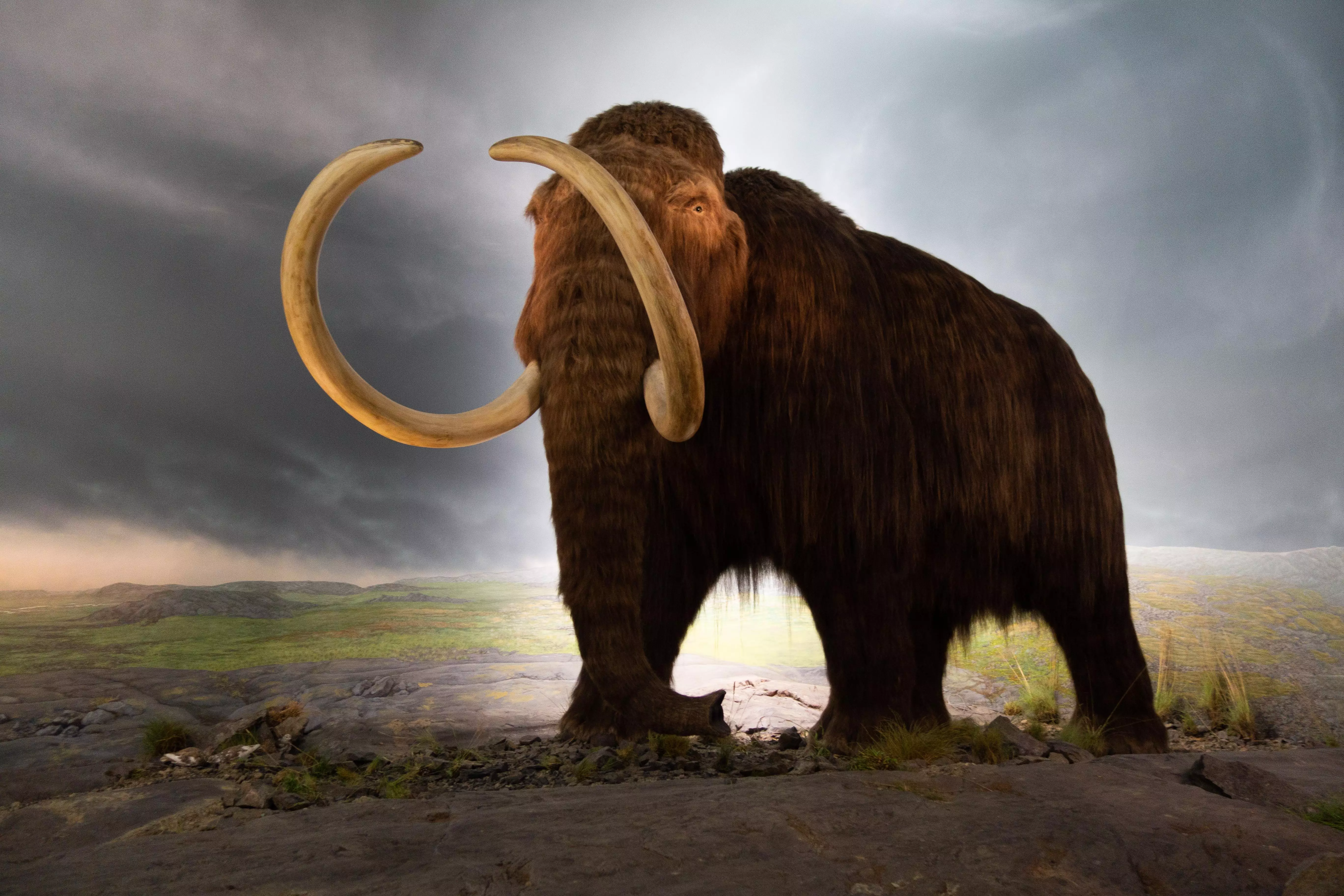 Firaketana momba ny ADN tranainy indrindra novakiana tamin'ny sisan'ny mammoth 6518_1