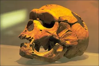 Нові докази показують, що неандертальці мали «вухо серфера» 6761_2