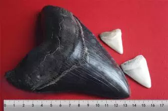 De âlde megalodonhaai wie noch grutter dan rûsd, fynt stúdzje 7100_3