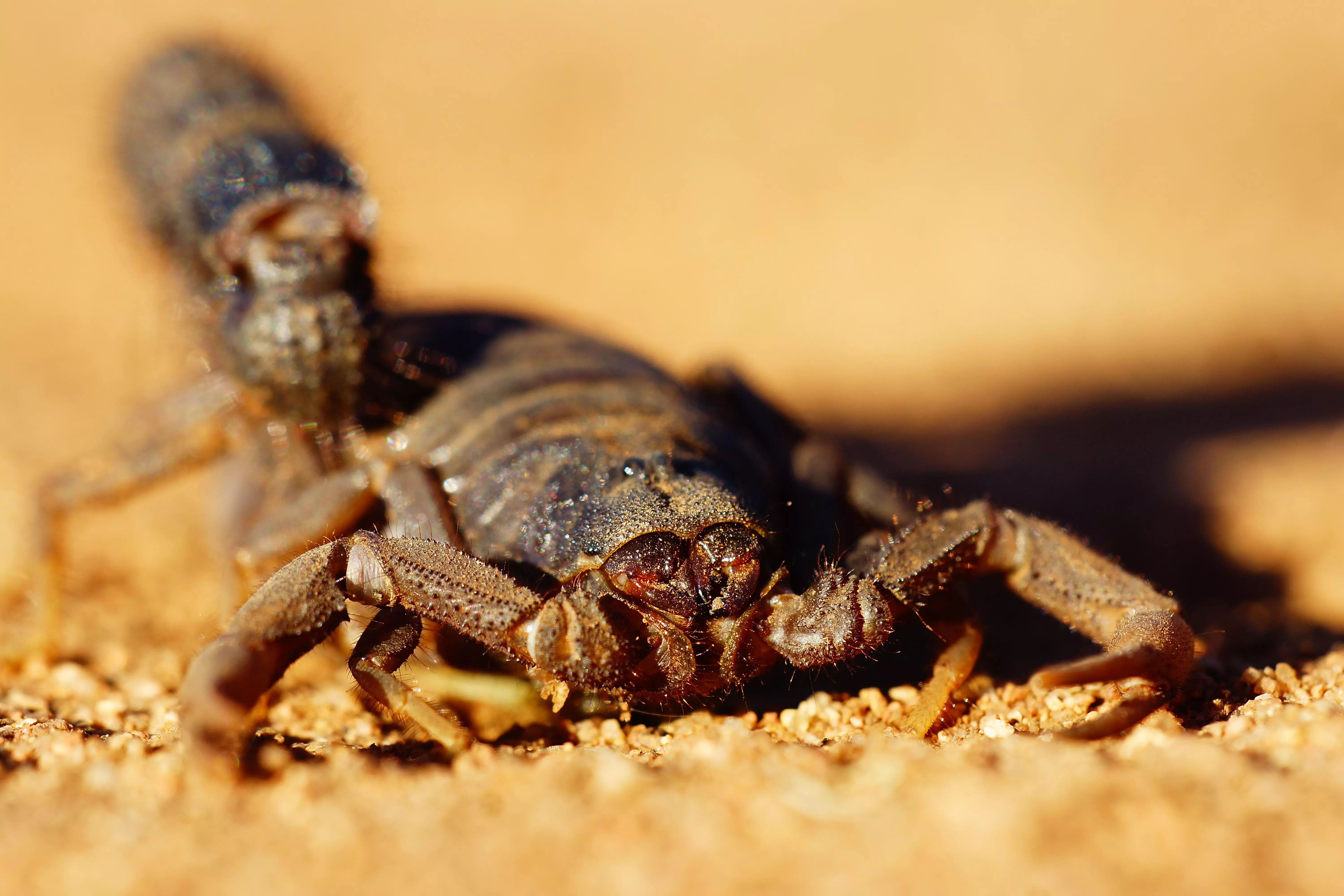 הסוד כיצד עקרבים, עכבישים ונמלים מחוררים עור קשוח 7201_1