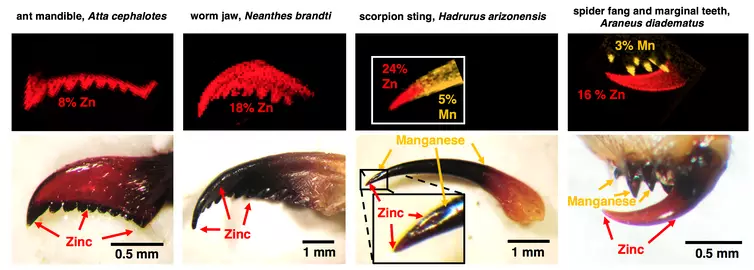 Hemligheten till hur skorpioner, spindlar och myror punkterar tuff hud 7201_2