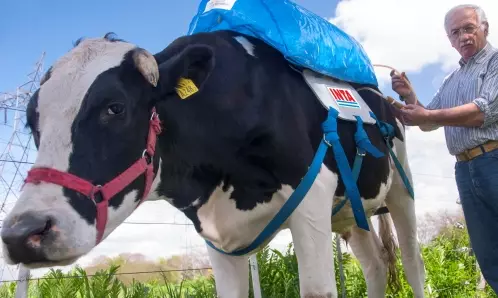 Познакомьтесь с коровьим рюкзаком, который хочет бороться с изменением климата 73615_0