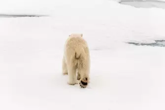 Нигә әйберләр турында уйлануны туктату бик авыр - һәм бу турыда нәрсә эшләргә 7384_4