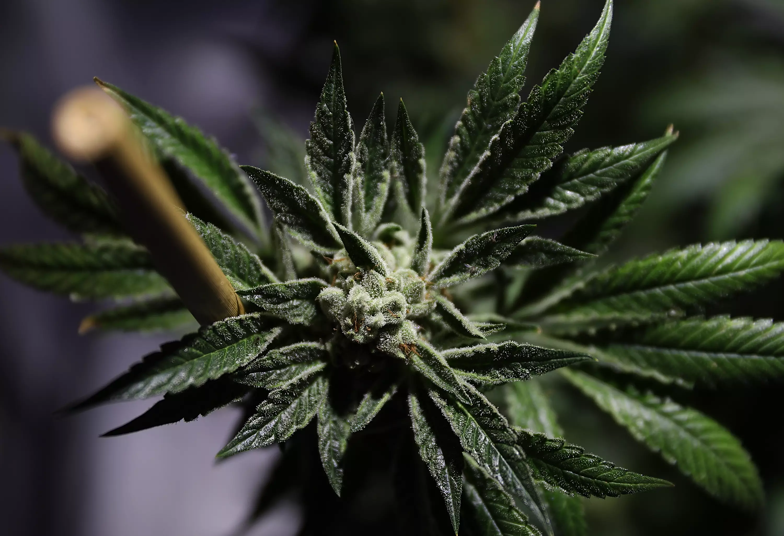Ankstyvoji marihuanos vartojimas „priverčia“ smegenis mėgautis kokainu, rodo tyrimas 7442_1