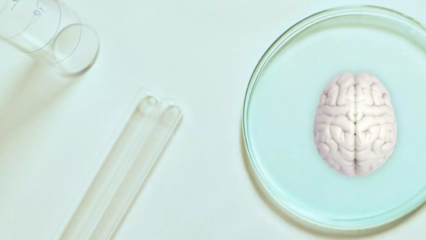 Labb-odlade hjärnorganoider mognar som riktiga spädbarnshjärnor
