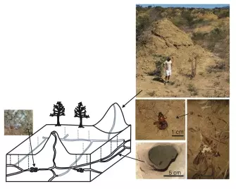 Les termitières vieilles de 4 000 ans sont si vastes qu'elles sont visibles depuis l'espace 7500_3