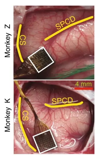 Le scimmie amputate controllano mentalmente le braccia robotiche 7532_4