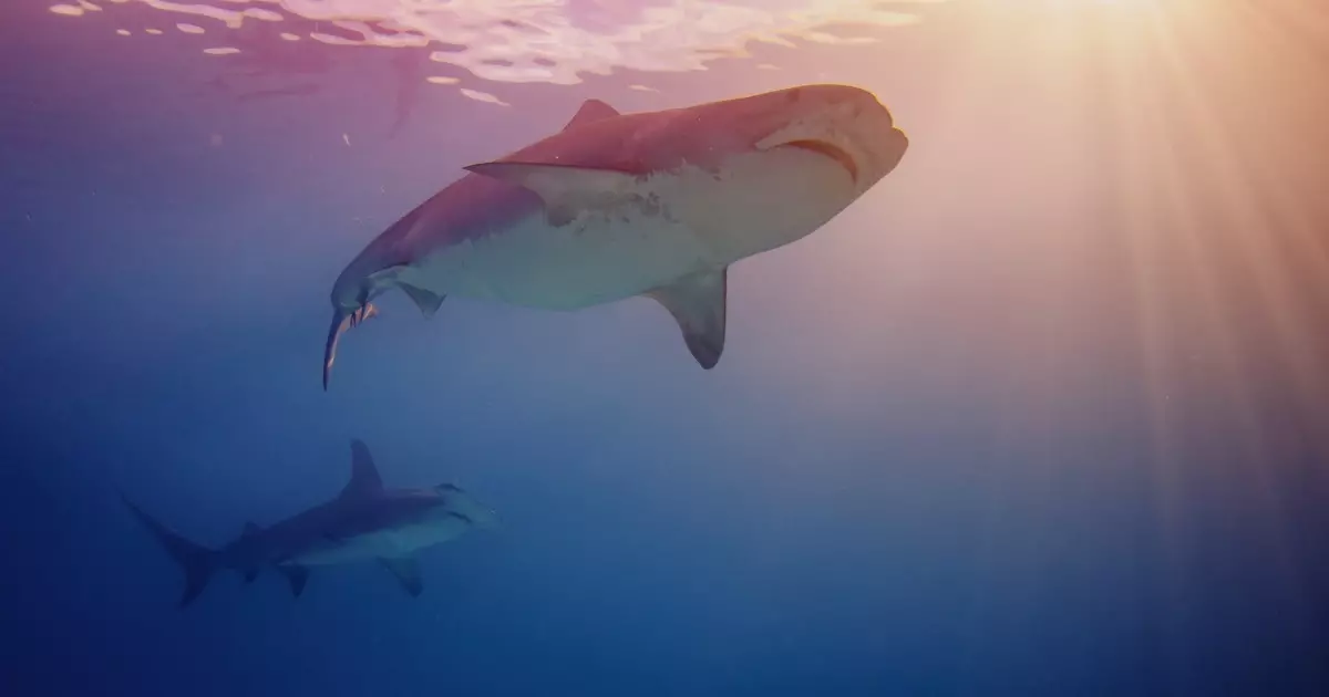 Grote witte haaien jagen af en toe in paren