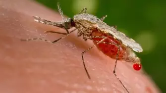 Déi éischt Malaria Impfung op der Welt kann Dausende vu Kanner d'Liewe retten 7685_2