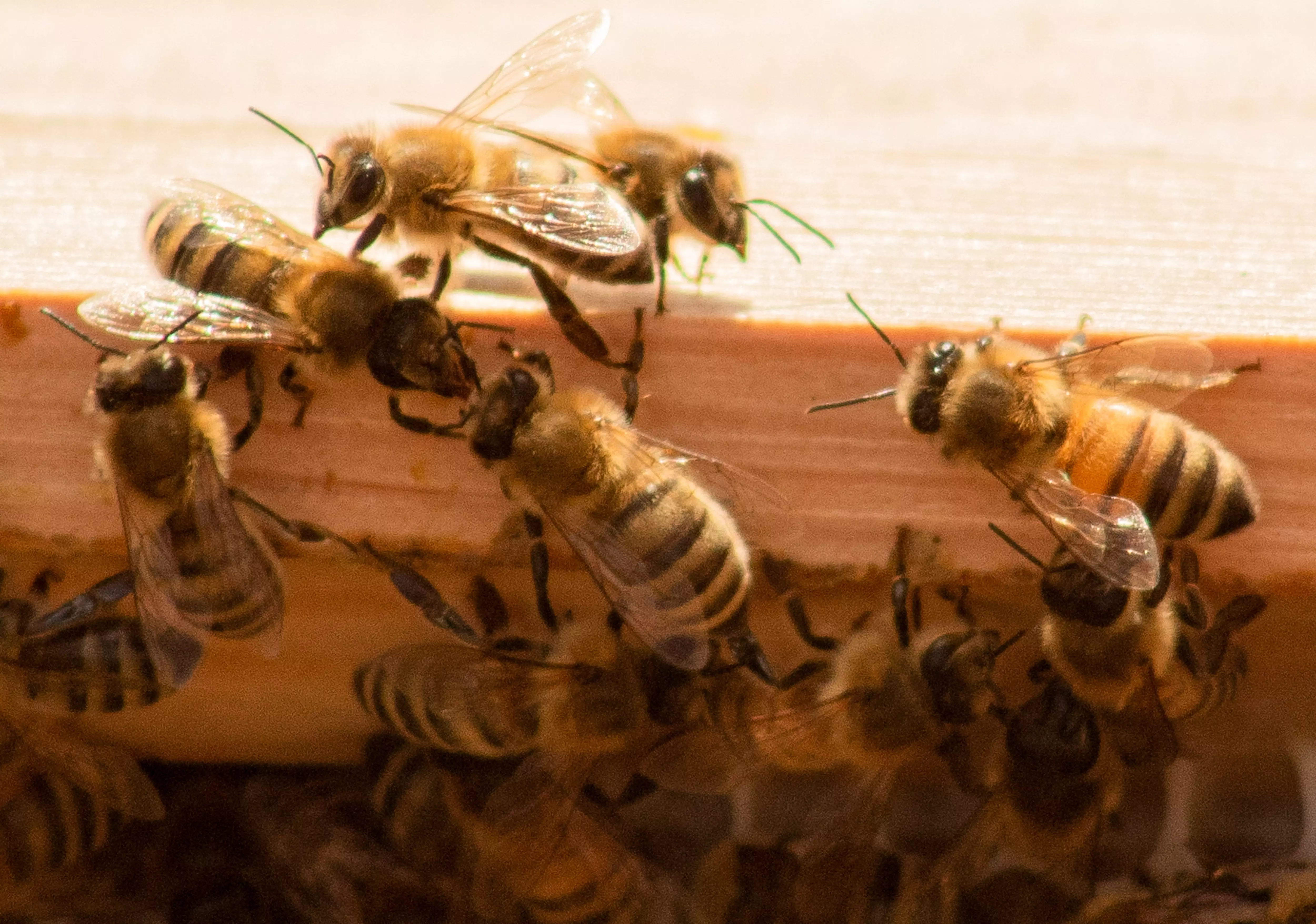 ארס דבורי הדבש הורג תאי סרטן שד שקשה לטפל בהם במחקר חדש 7826_1